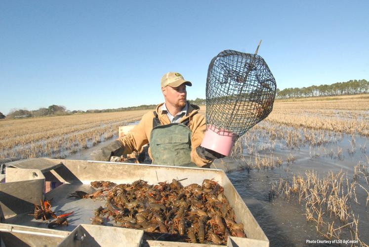 What to expect for 2026 crawfish season in Louisiana | Business ...