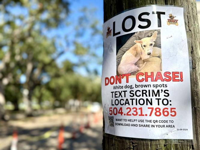 Tyler Shough and Scrim team to promote holiday dog adoption | Food ...