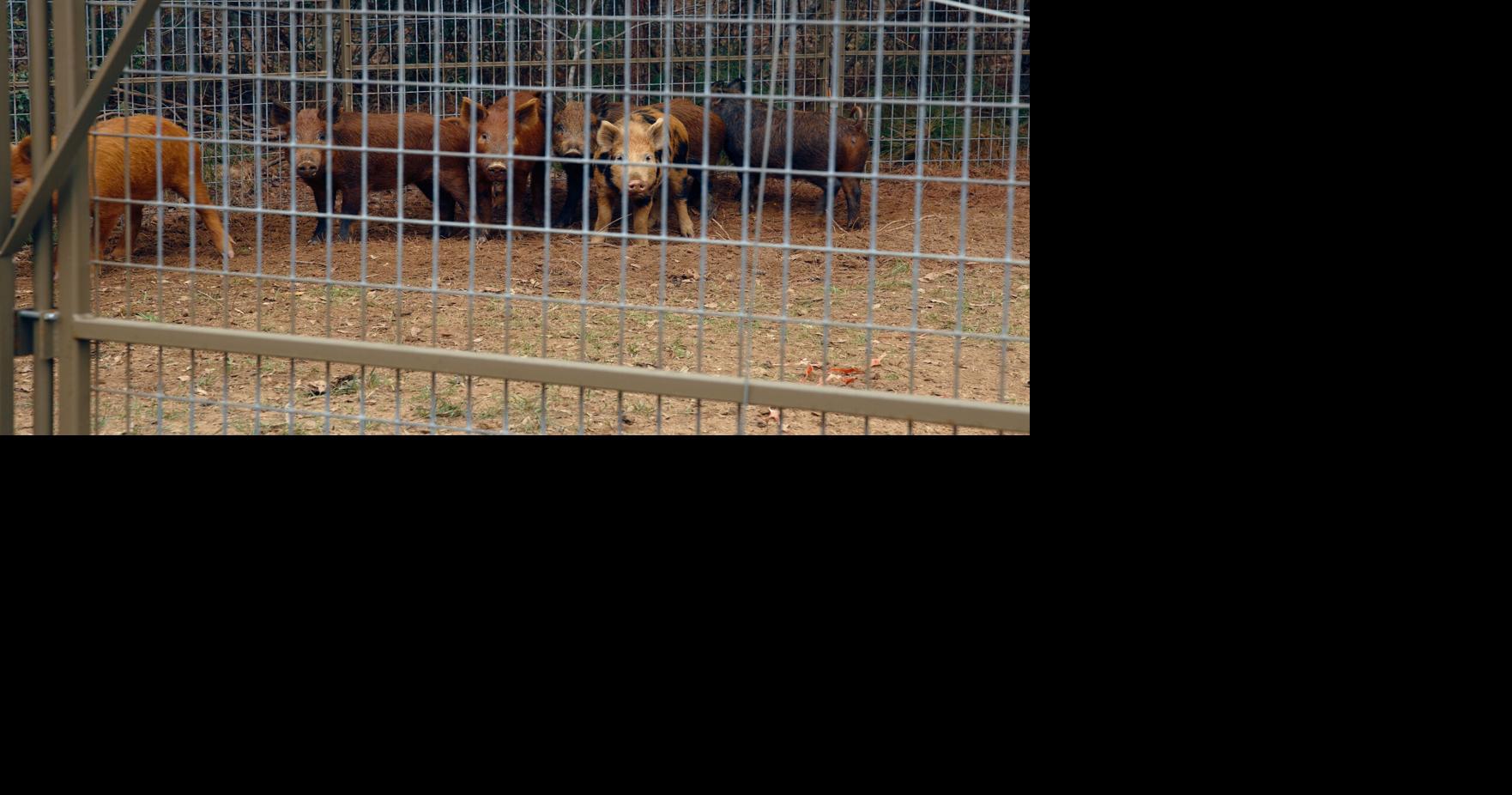 Caddo unleashes new tool in fight against wild hogs | News ...