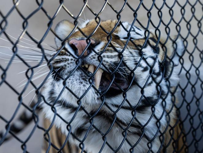 What it takes to care for LSU’s live tiger mascot Mike VII | News ...