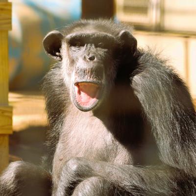 10 aging chimps from New Mexico arrive at Chimp Haven | News ...