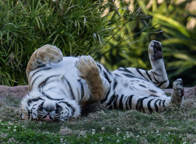 What it takes to care for LSU’s live tiger mascot Mike VII | News ...