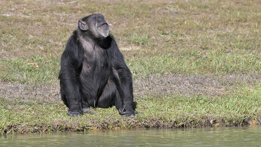 Northwest Louisiana is home to largest chimp sanctuary | Food ...