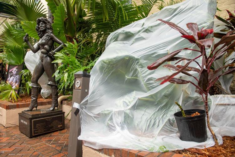 TLC for plants after the recent freeze: Dan Gill | Food & Entertainment ...