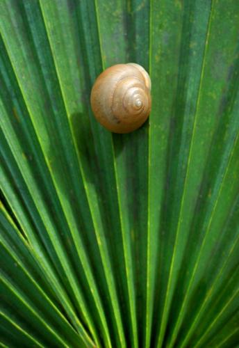 Snails and slugs are common, and icky, pests | Food & Entertainment ...