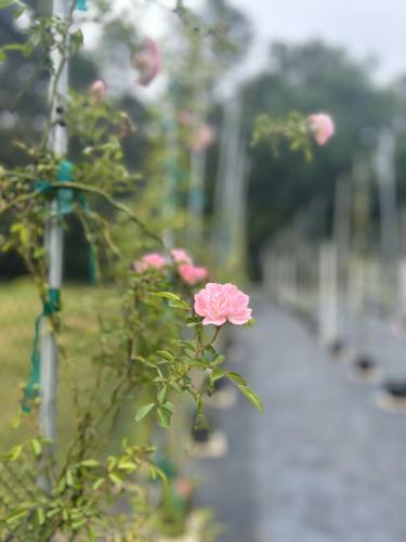 Historic rambler rose lost to time is back in Shreveport LA | Curious ...