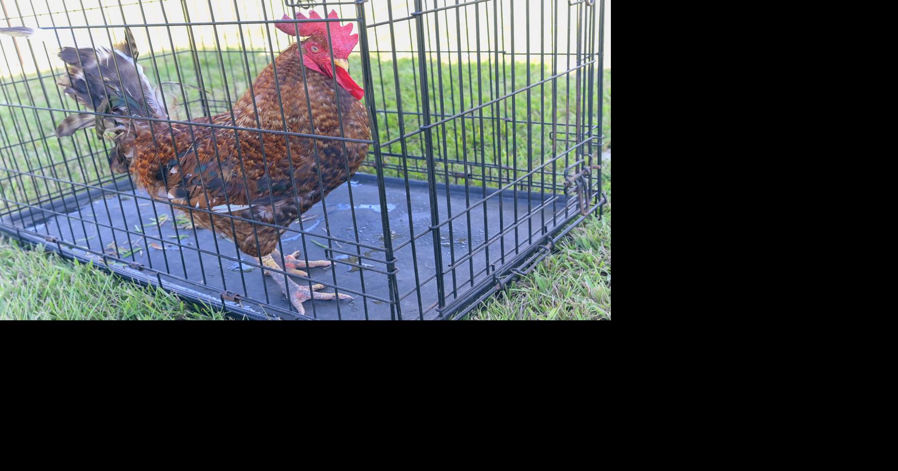 Backyard hens still illegal in Bossier City, council decides | News ...