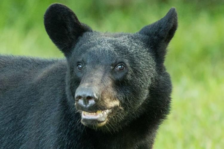 Judge backs removal of Louisiana bear's endangered status | News ...