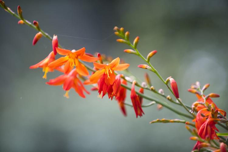 Let played-out parsely stick around: Dan Gill's advice | Food ...