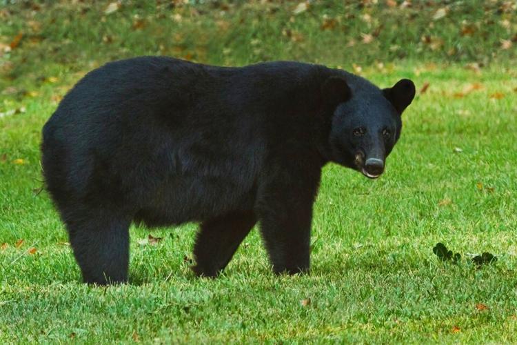 Judge backs removal of Louisiana bear's endangered status | News ...
