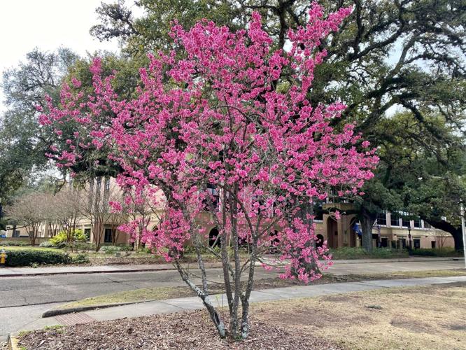 Choose a spring-flowering tree for your landscape | Food ...