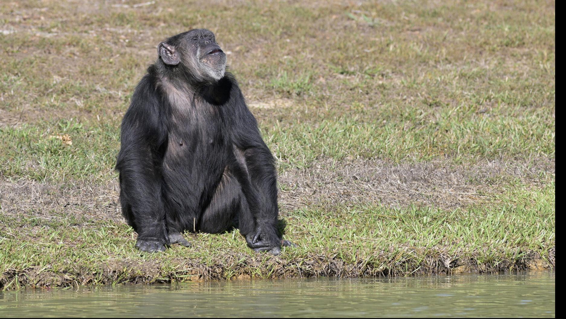 Northwest Louisiana is home to largest chimp sanctuary | Food ...