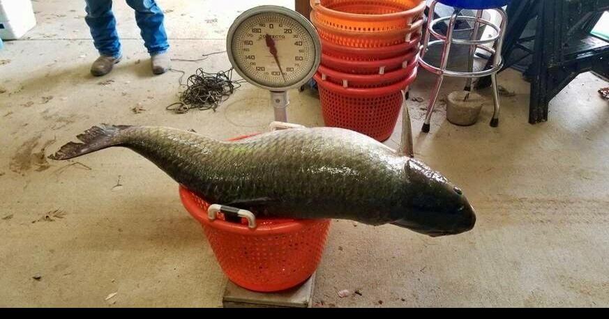 Carp fish caught by wildlife agents is record breaking size | News ...