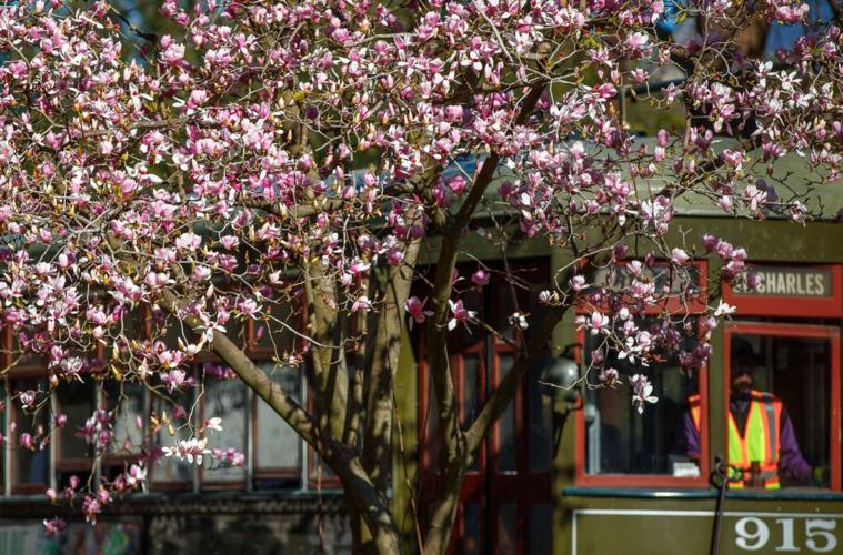 Choose a spring-flowering tree for your landscape | Food ...