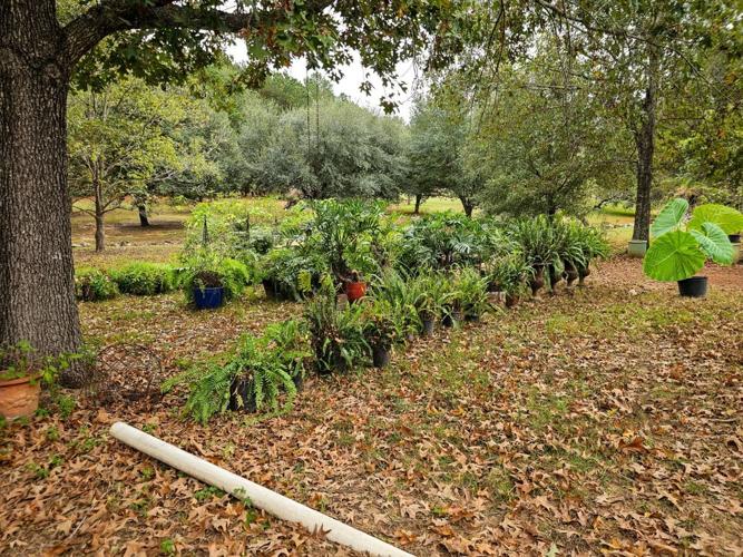See what's in store at this 20-acre Shreveport estate sale | Business ...