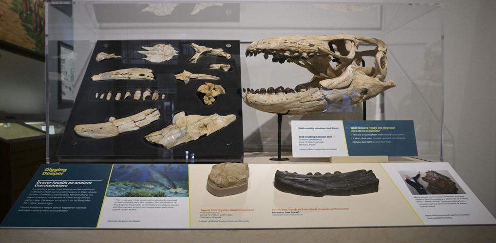 Smithsonian traveling exhibit brings mosasaurs to Shreveport | News ...