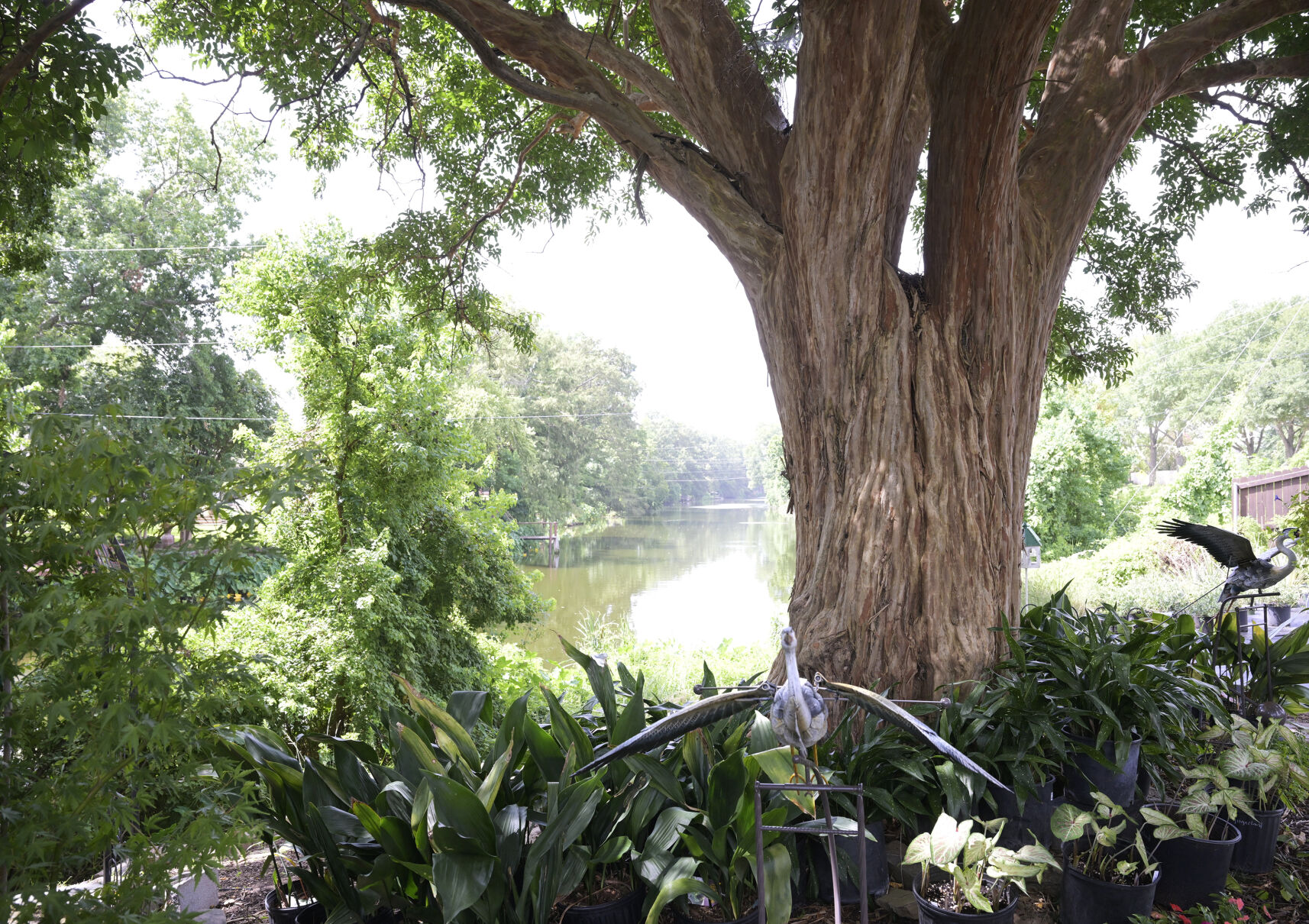 Largest crape myrtle in Louisiana is in Shreveport | Curious Louisiana ...