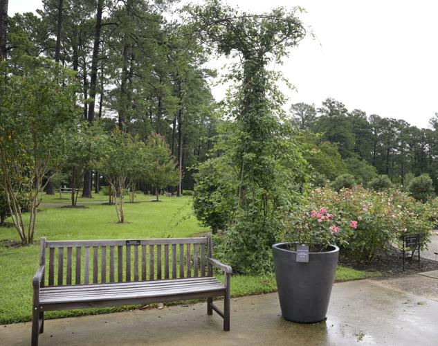 Historic rambler rose lost to time is back in Shreveport LA | Curious ...