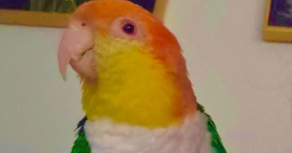 Beloved Doja Cat-dancing parrot stolen from nature preserve | News ...