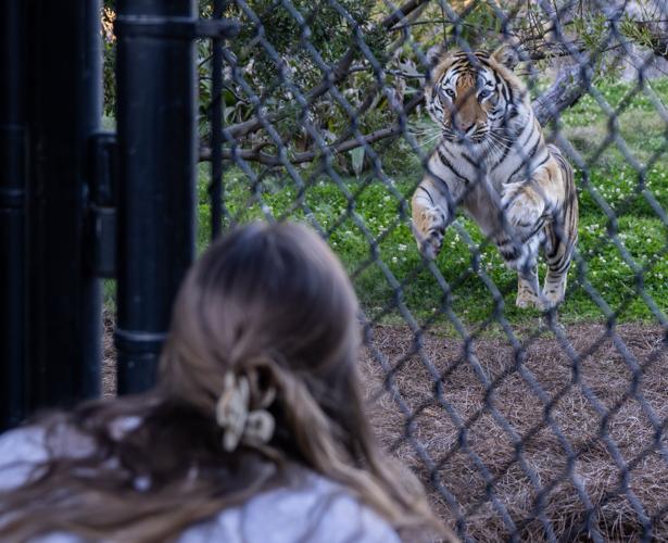 What it takes to care for LSU’s live tiger mascot Mike VII | News ...