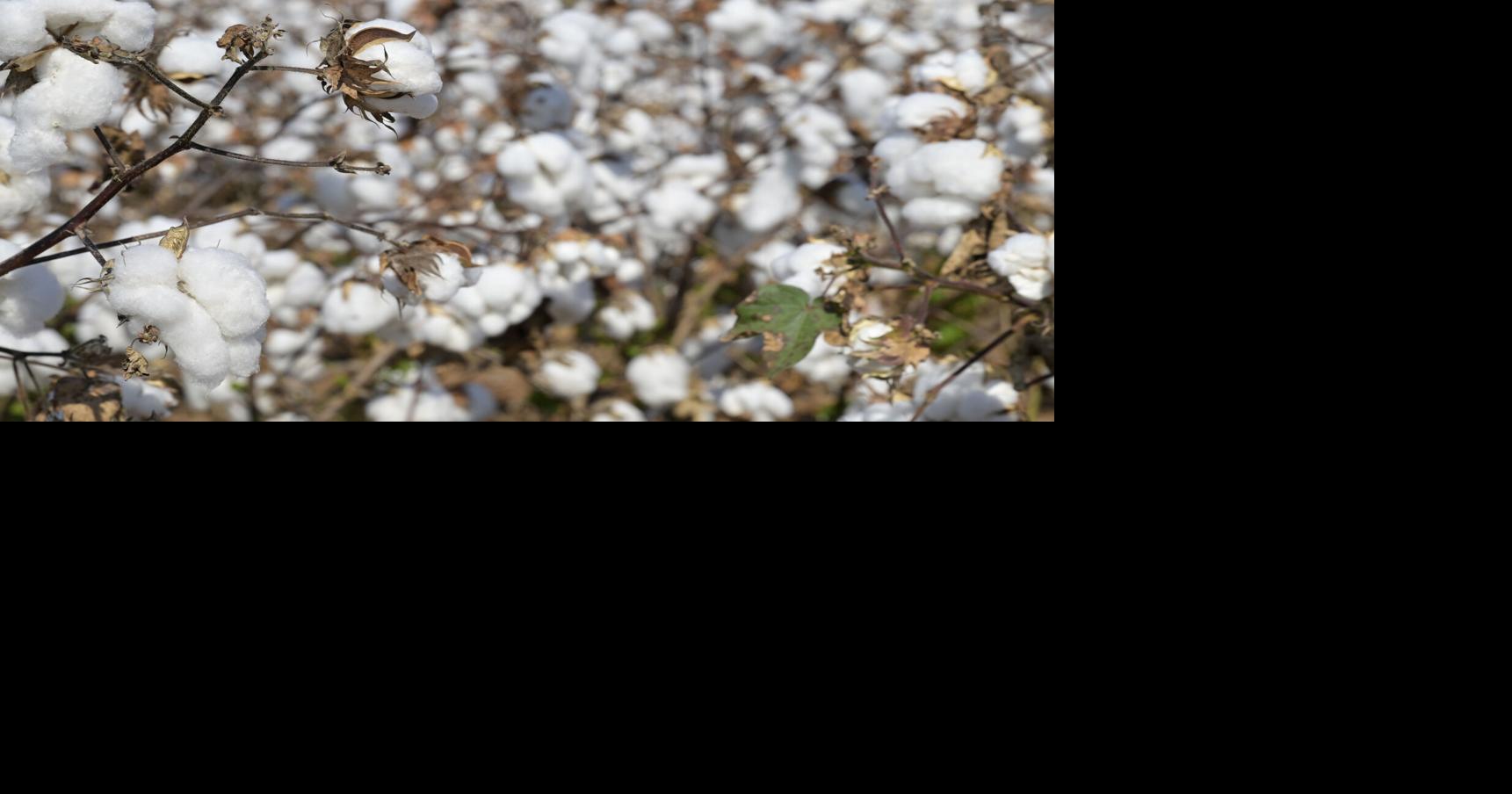 Explore Caddo countryside for 2025 Harvest & Heritage Tour | Food ...