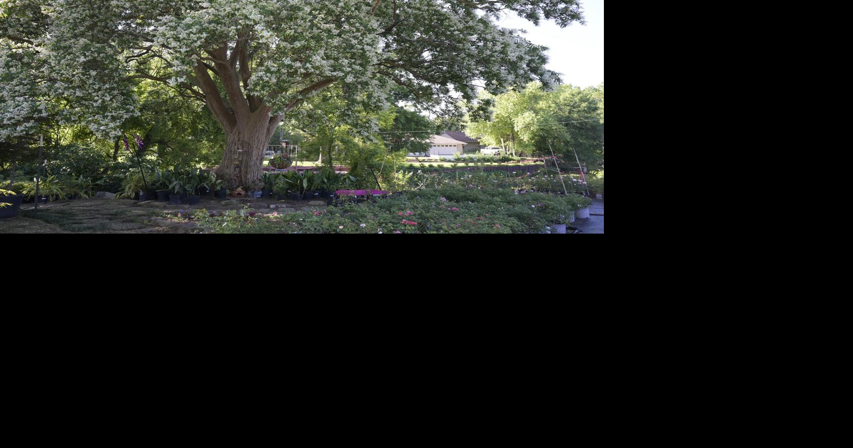 Go see Shreveport's largest crape myrtle at Akin's Nursery | News ...