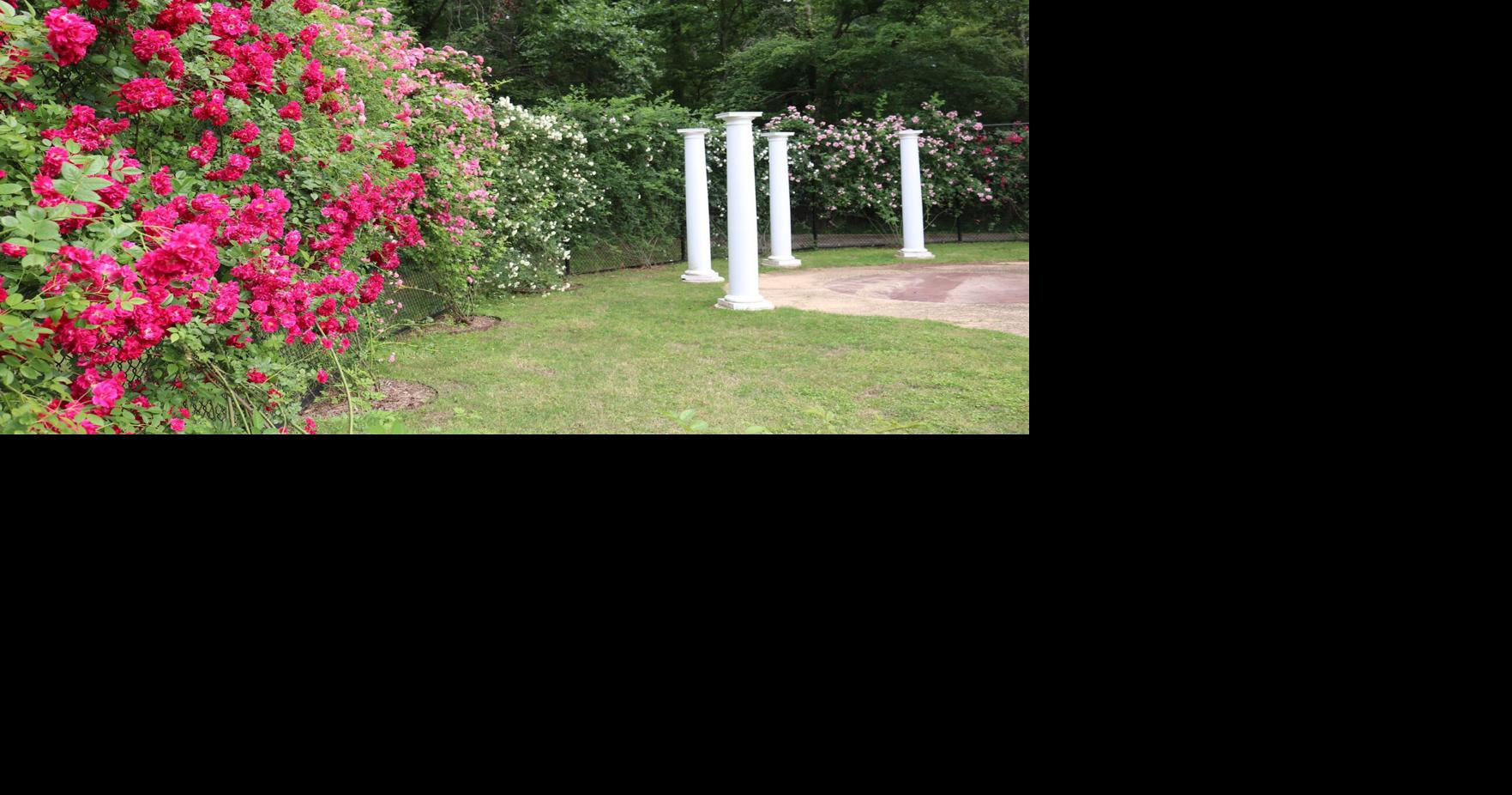 Historic rambler rose lost to time is back in Shreveport LA | Curious ...