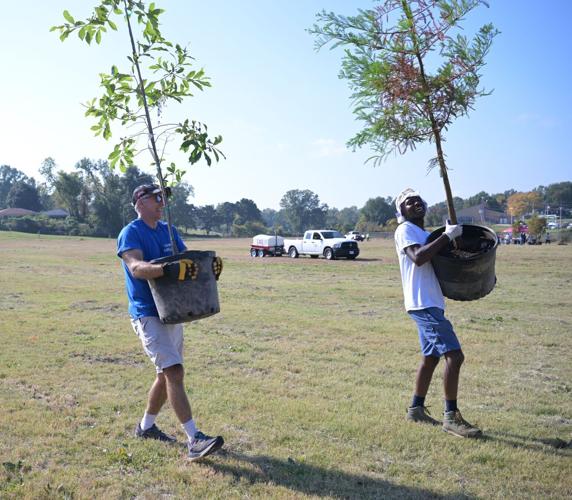 It's time to plant trees. Here's how to choose right one. | Food ...