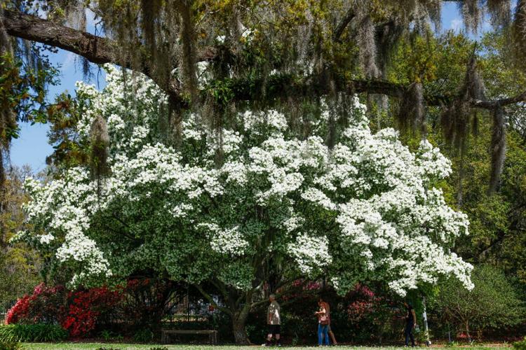 Choose a spring-flowering tree for your landscape | Food ...