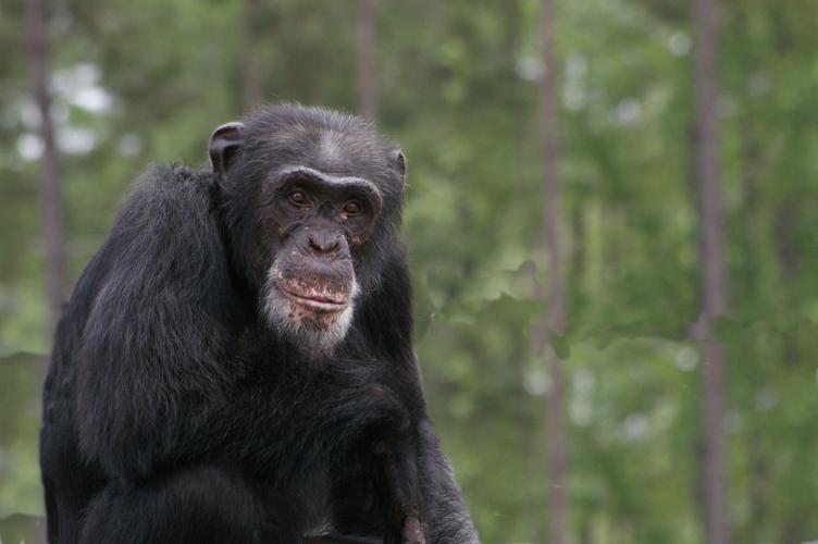 largest chimp sanctuary