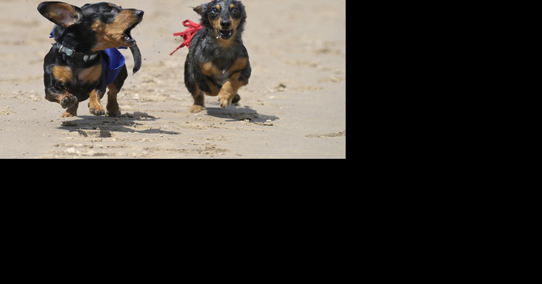 Photos: Check out Wiener Dog Races 2024 in Bossier City | Photos ...