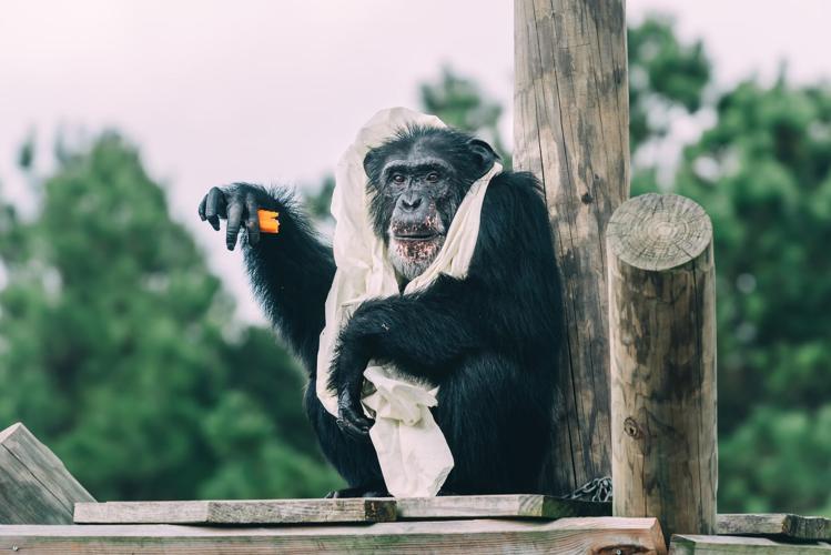 largest chimp sanctuary