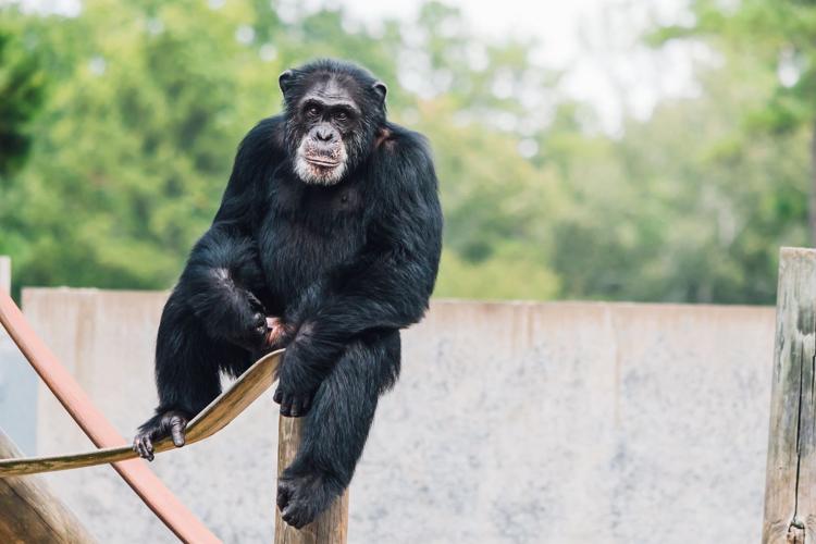 largest chimp sanctuary