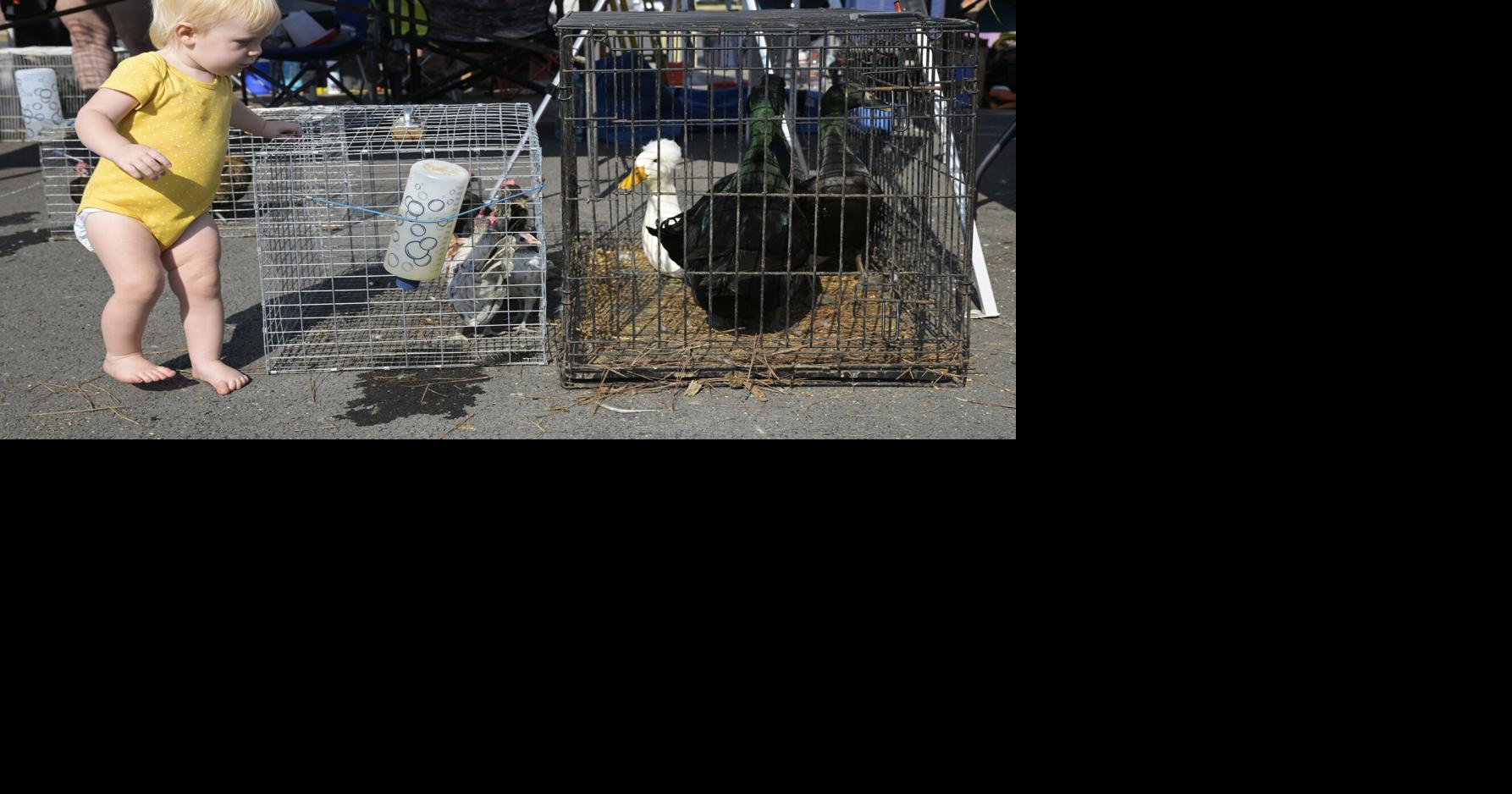 Photos: Find ducks, rabbits and more at Benton Chicken Swap | Photos ...
