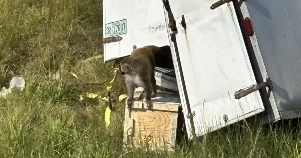 Final monkey captured in Mississippi after transport crash | News ...