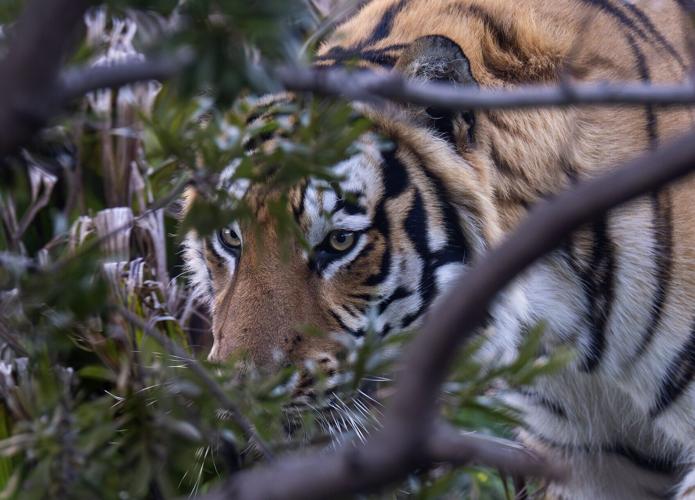 What it takes to care for LSU’s live tiger mascot Mike VII | News ...