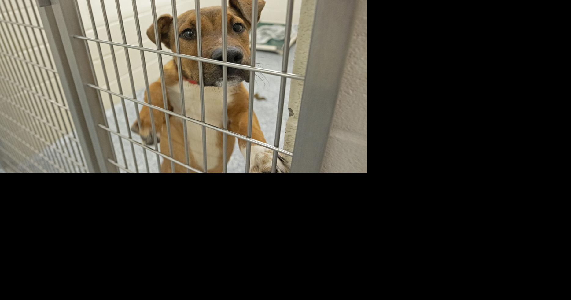 Positive outcomes at Caddo Animal Shelter shrinking | Business ...