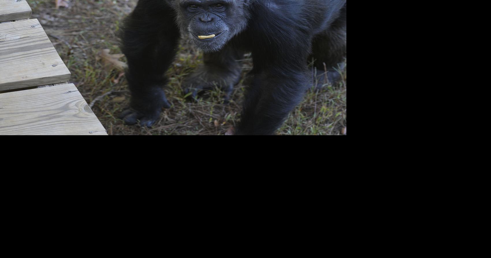 Northwest Louisiana is home to largest chimp sanctuary | Food ...