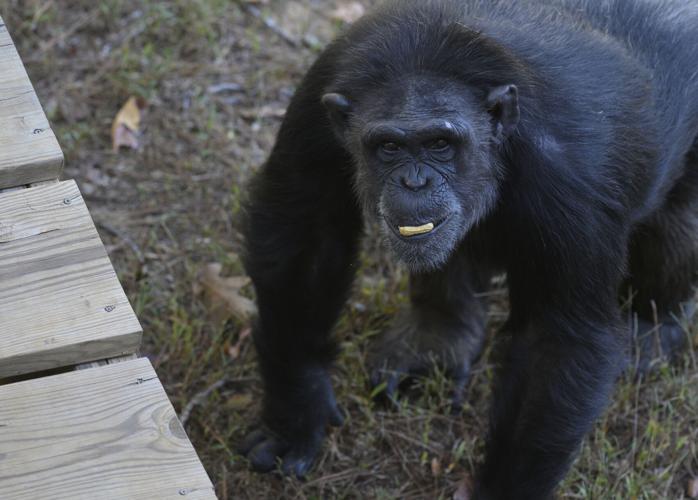 Northwest Louisiana is home to largest chimp sanctuary | Food ...