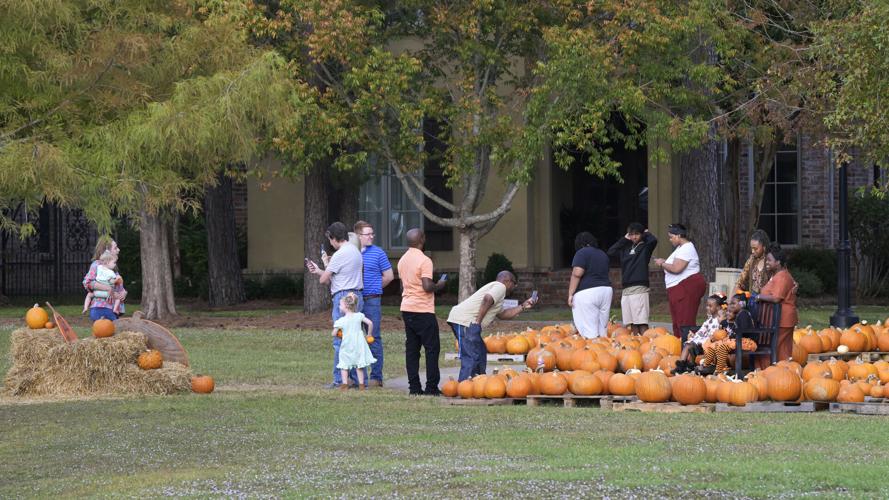 Photos: Picking out pumpkins at a patch in Provenance | News ...