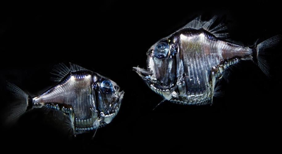 Tulane stores 8 million fish in a World War II bunker | News ...