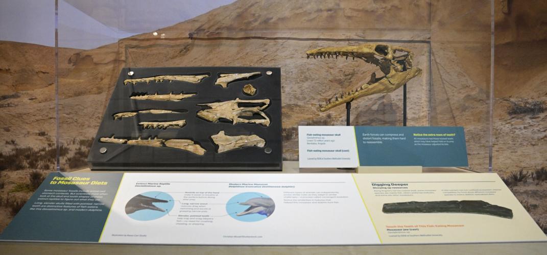 Smithsonian traveling exhibit brings mosasaurs to Shreveport | News ...