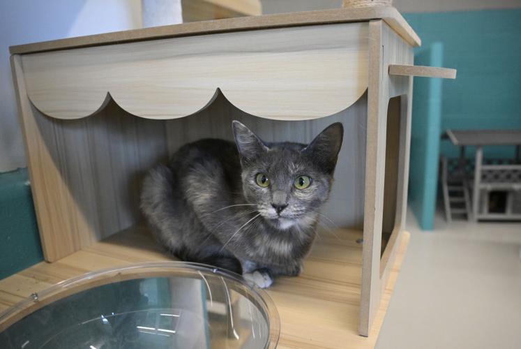 Bossier City Animal Control awarded 'no kill' designation | News ...