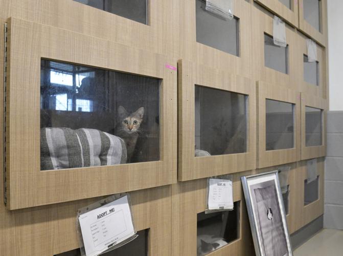 Bossier City Animal Control awarded 'no kill' designation | News ...