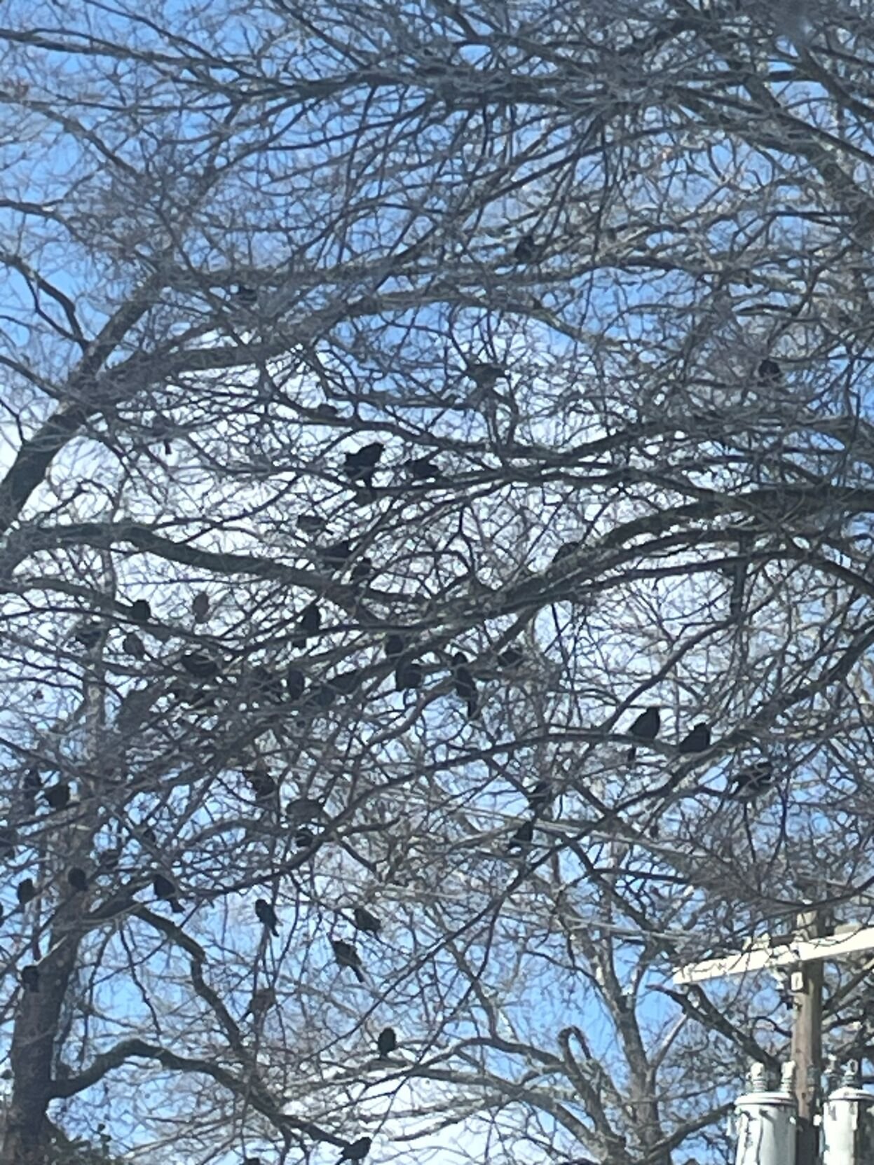 More birds in your yard than usual in Shreveport Bossier? | Food ...