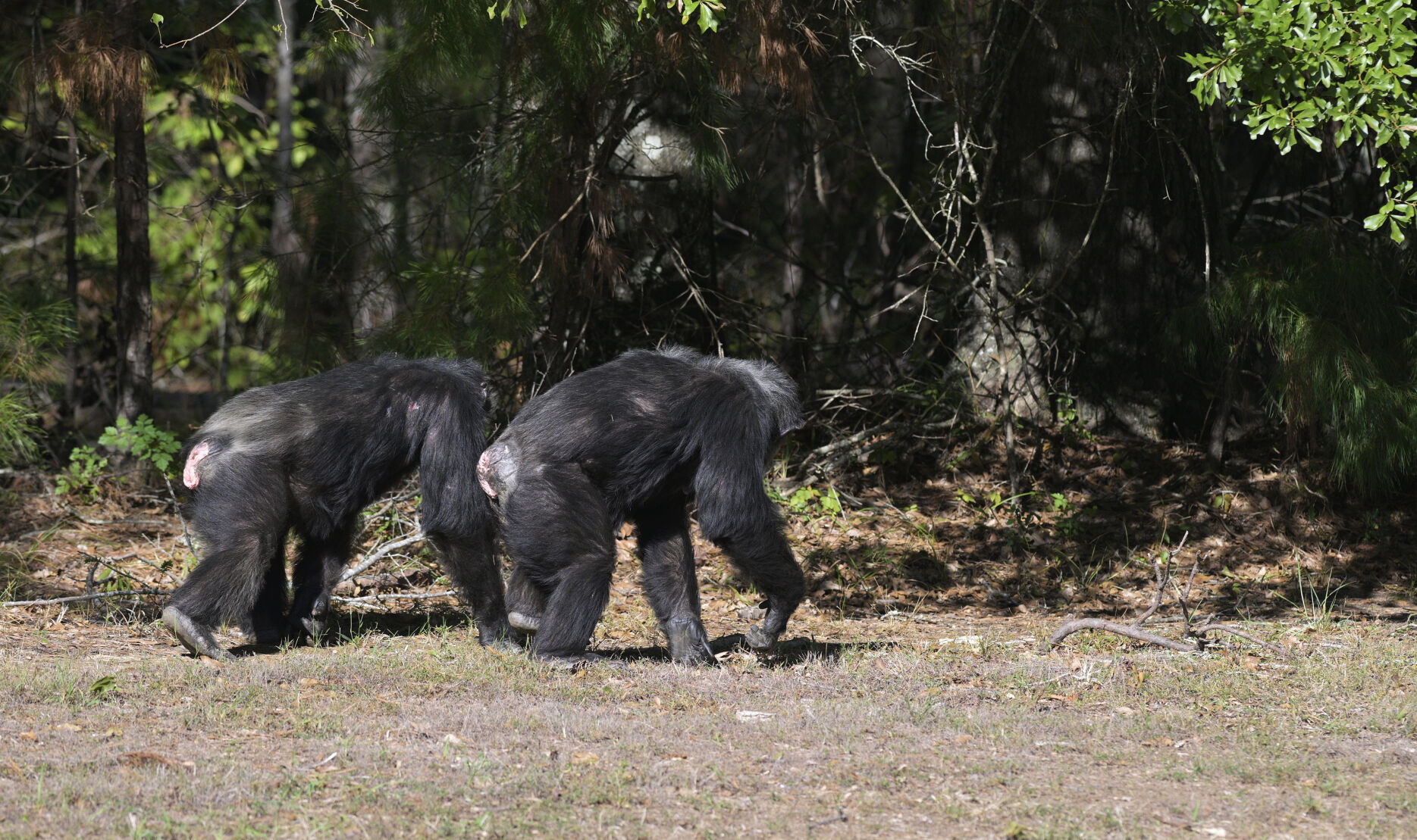 Northwest Louisiana is home to largest chimp sanctuary | Food ...