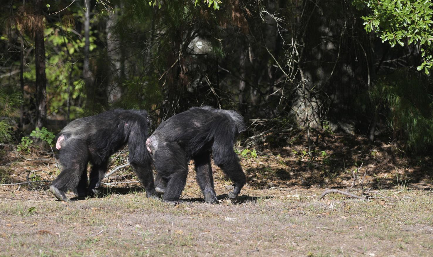 Northwest Louisiana is home to largest chimp sanctuary | Food ...