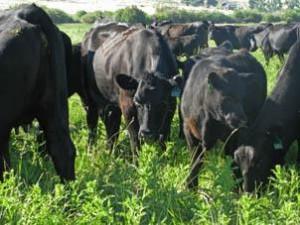 Cows eat weeds in Madison County | Agriculture | sidneyherald.com