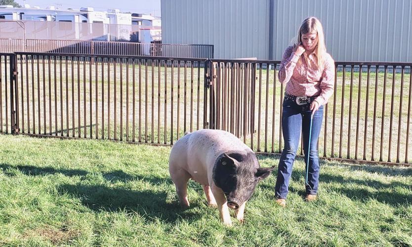 2022 Richland County 4H show | Featured | sidneyherald.com