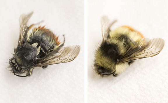 Bees get washed, fluffed, brushed for MSU researchers | Agriculture ...